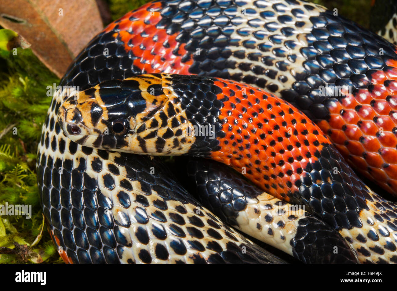 Milk Snake (Lampropeltis triangulum micropholis), native to South ...