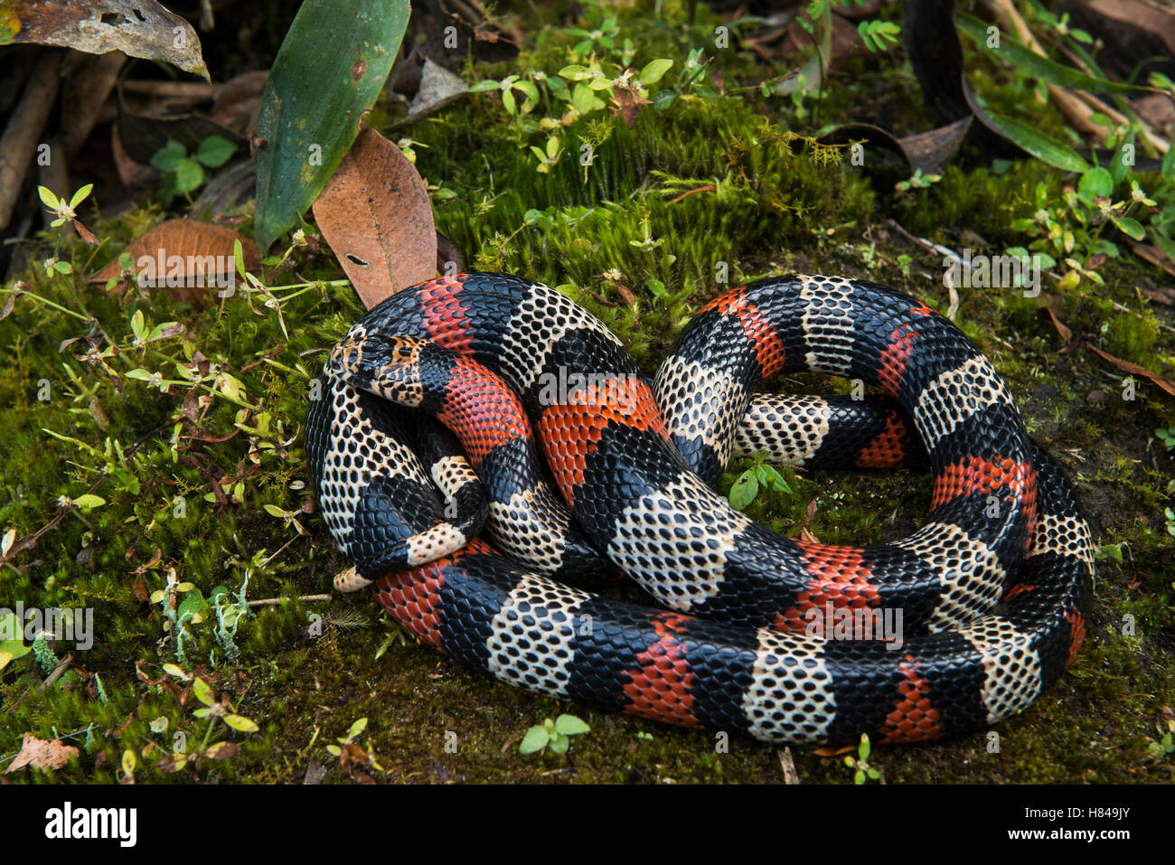 Milk Snake (Lampropeltis triangulum micropholis), native to South ...