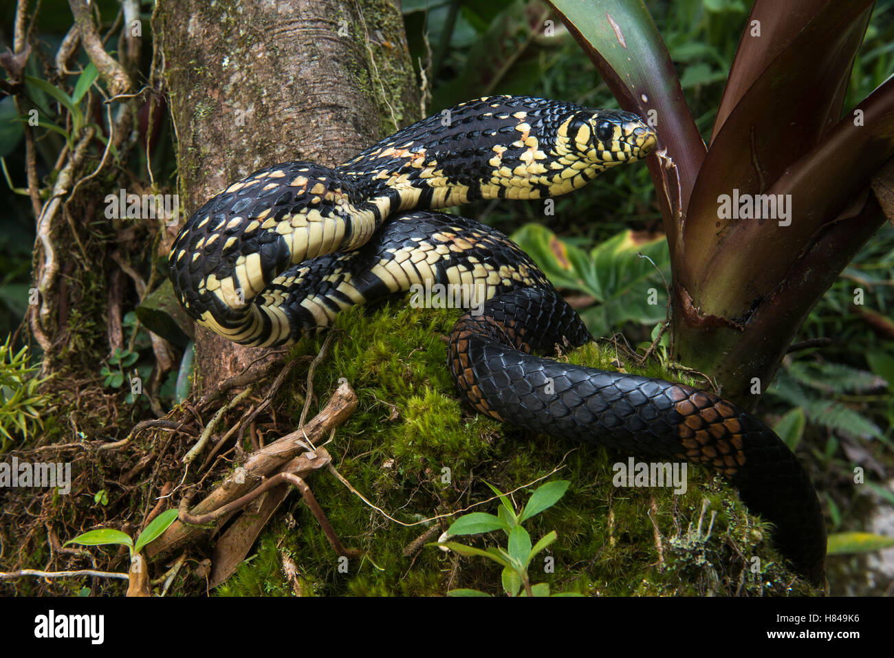 Tropical Rat Snake (Spilotes pullatus) in defensive posture, native to ...