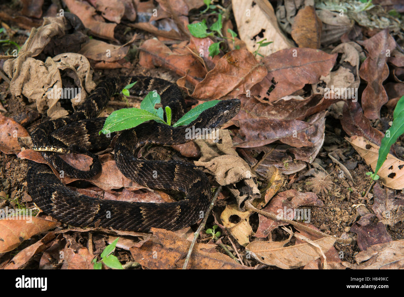 Osborne's Lancehead (Bothrops osbornei), native to South America Stock ...