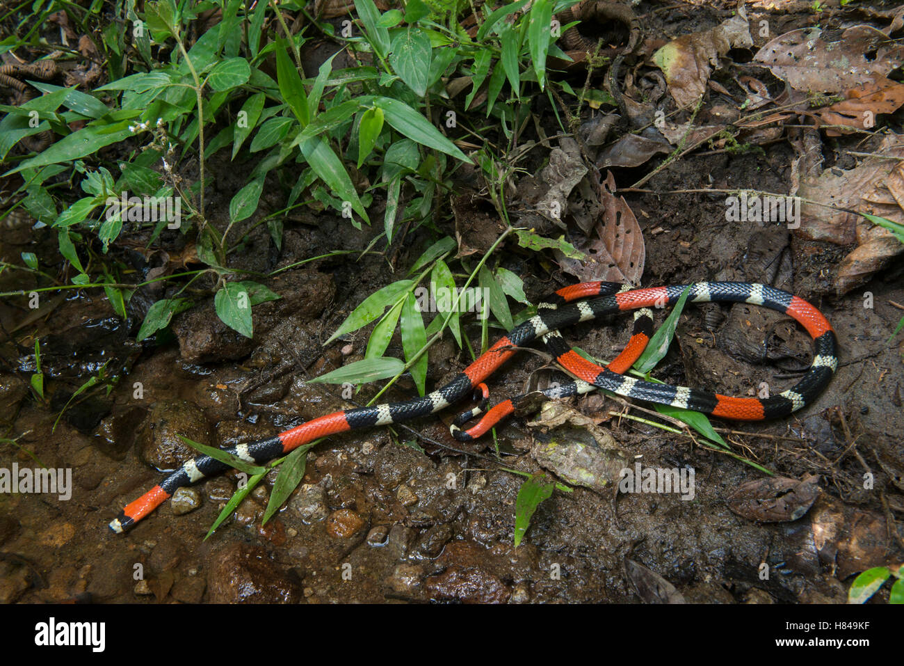 South American Coral Snake (Micrurus lemniscatus) entering water ...