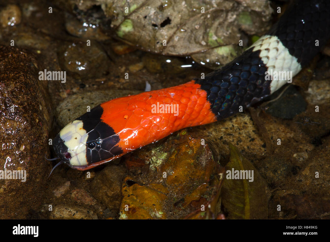 South American Coral Snake (Micrurus lemniscatus), native to South ...