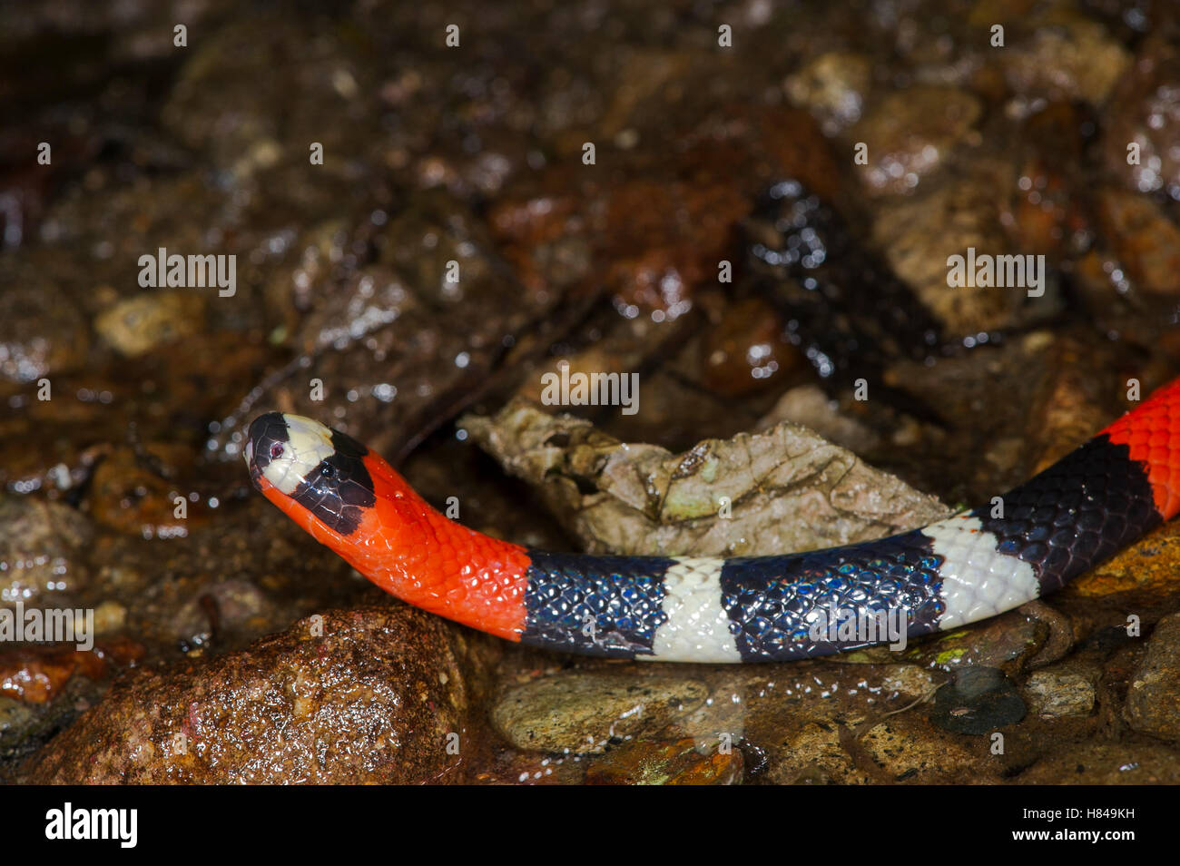 South American Coral Snake (Micrurus lemniscatus), native to South ...