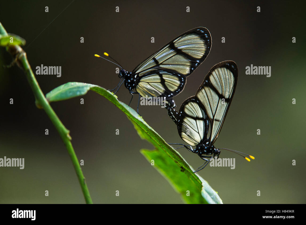 Nymphalid Butterfly (Methona grandior) pair mating, Mindo Cloud Forest ...