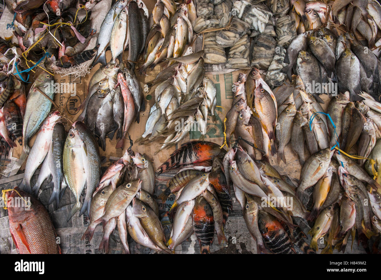 Fish being sold in market, Suva, Viti Levu, Fiji Stock Photo - Alamy
