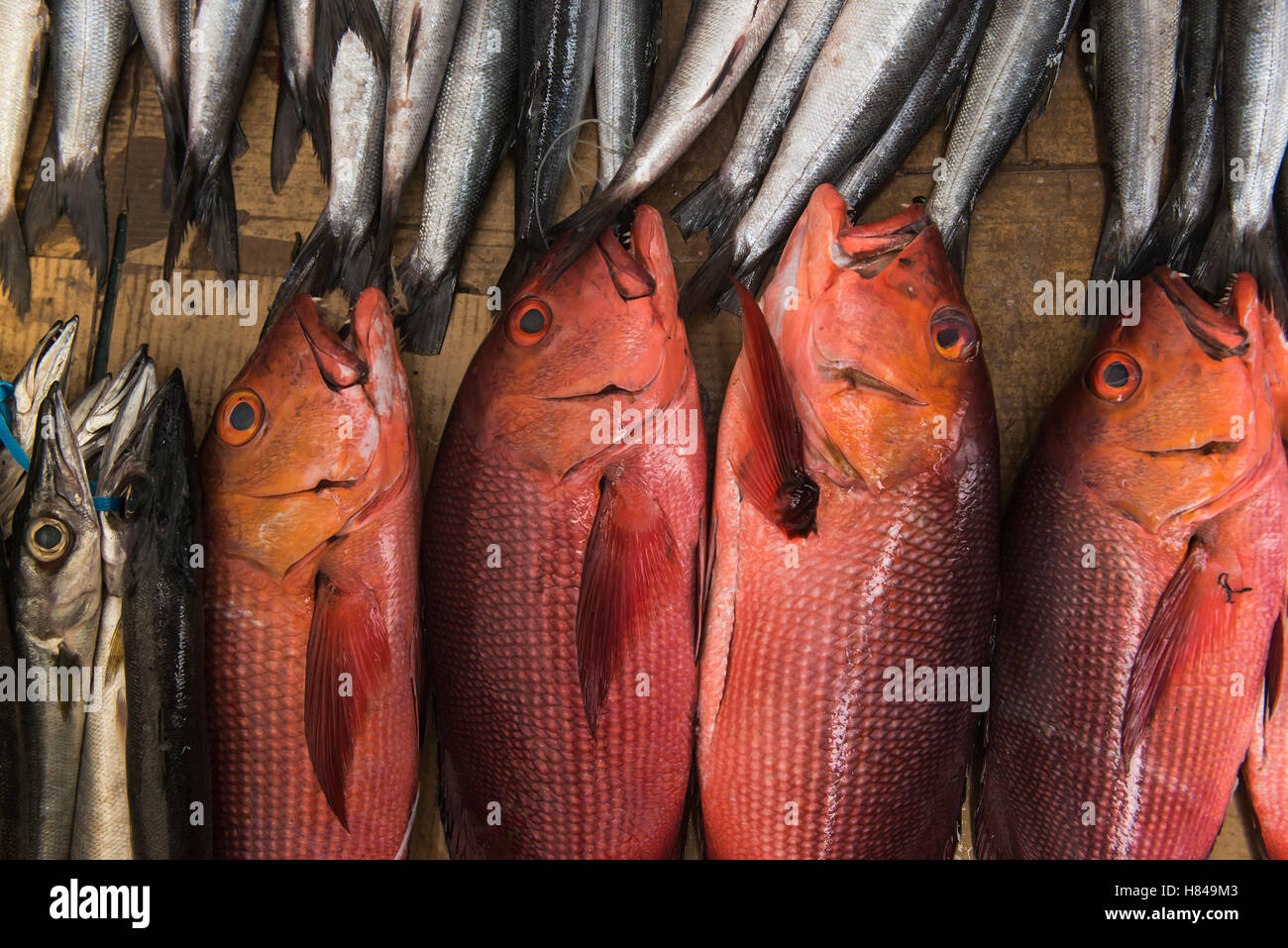 Northern Red Snapper (Lutjanus campechanus) and Barracuda (Sphyraena sp ...