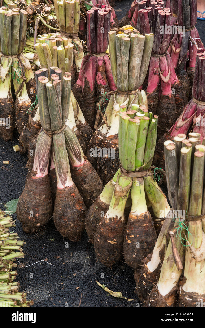 Taro (Colocasia esculenta) being sold in market, Suva, Viti Levu, Fiji ...