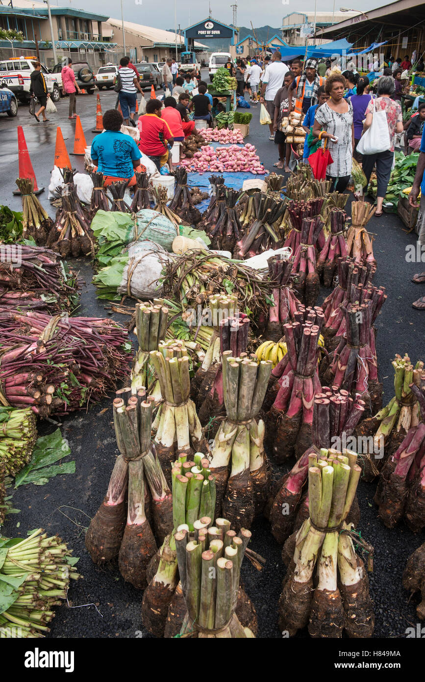 Taro (Colocasia esculenta) being sold in market, Suva, Viti Levu, Fiji ...