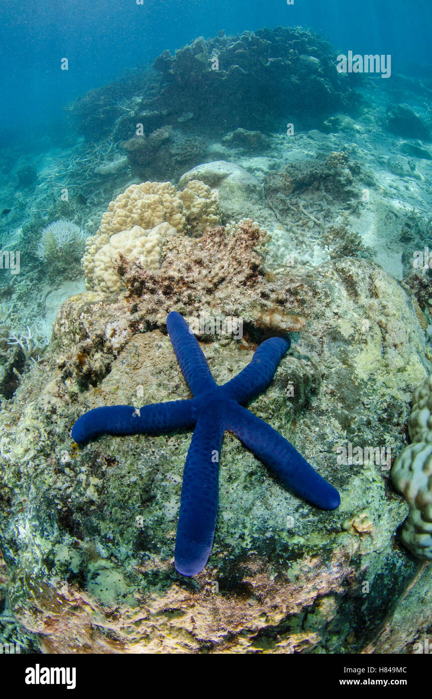 Blue Sea Star (Linckia laevigata) on coral reef, Fiji Stock Photo - Alamy