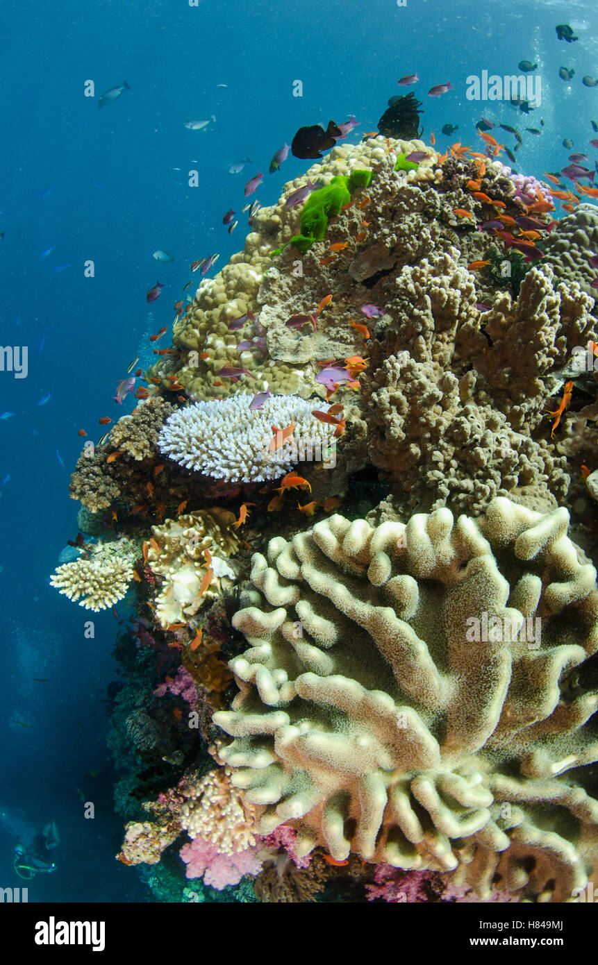 Coral reef showing diversity of corals, Fiji Stock Photo - Alamy