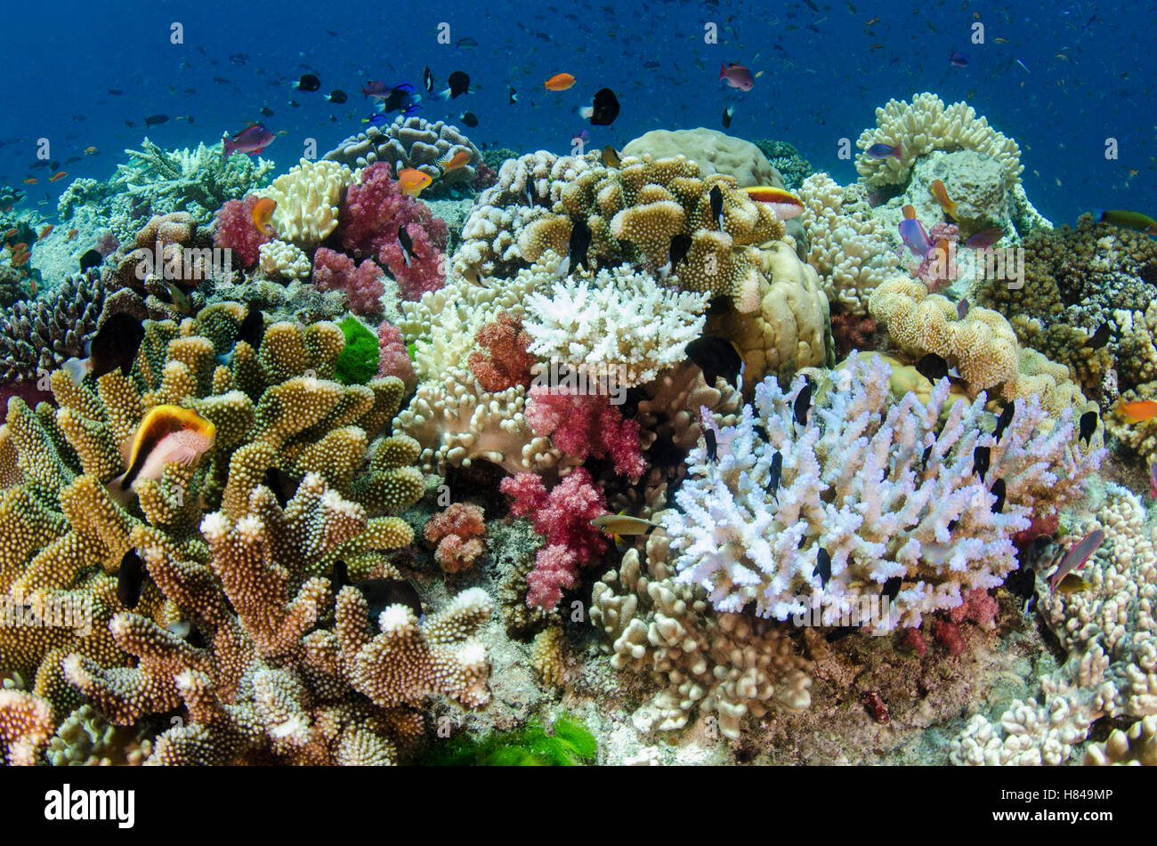 Coral reef showing diversity of corals, Fiji Stock Photo - Alamy