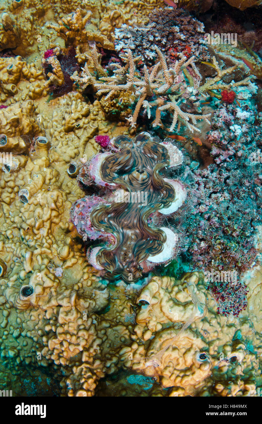 Giant Clam (Tridacna sp) exposing mantle in coral reef, Fiji Stock ...