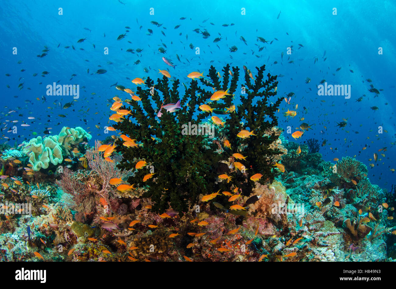 Black Sun Coral (Tubastraea micranthus) and Sea Goldie (Pseudanthias ...