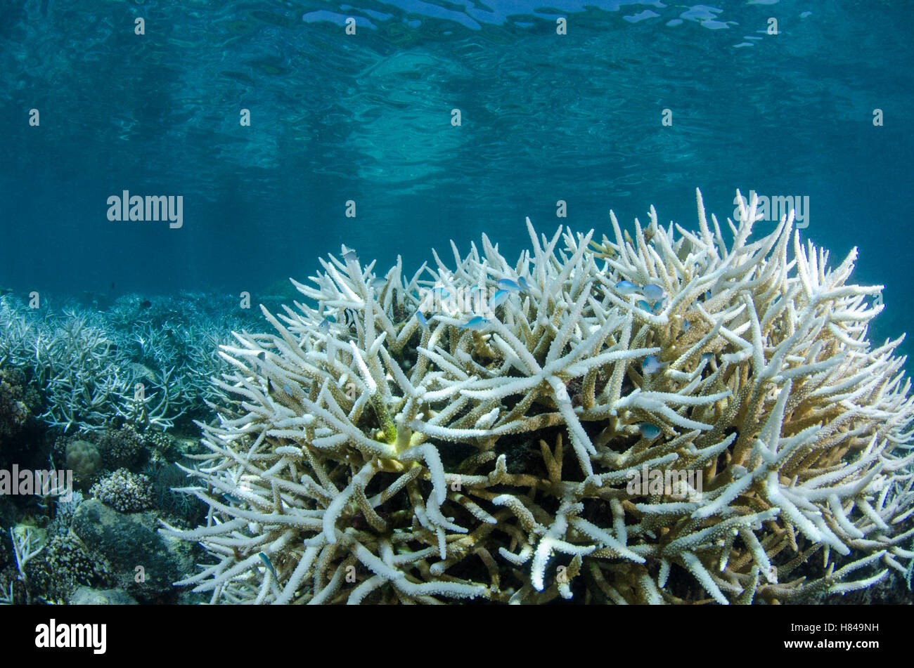 Staghorn Coral (Acropora cervicornis), Koro Island, Fiji Stock Photo ...