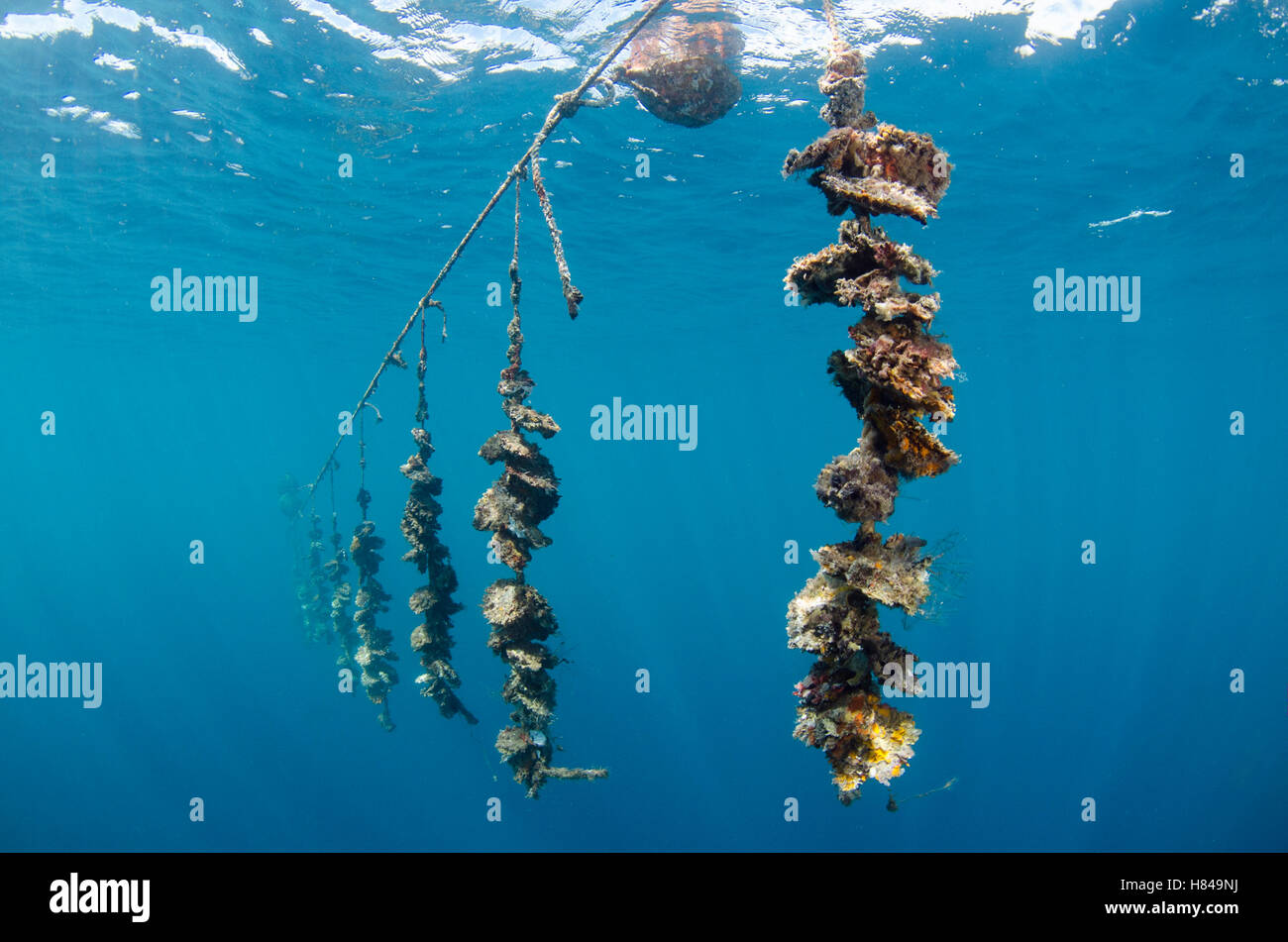 Penguin Wing Oyster (Pteria penguin) group hanging near surface as part ...