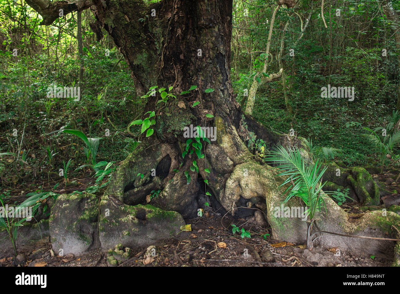 Tree with twisted roots in forest, Fiji Stock Photo - Alamy