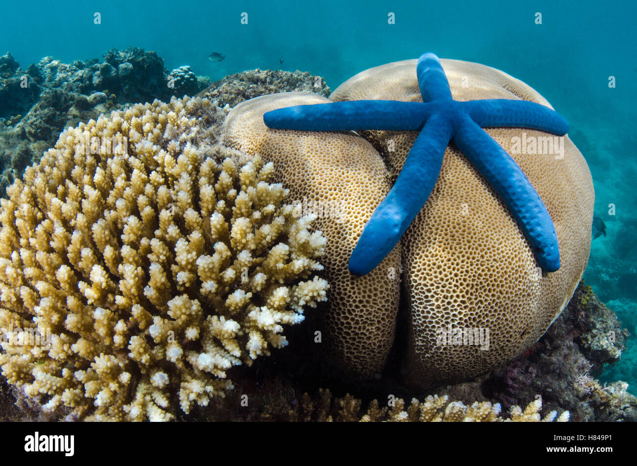 Blue Sea Star (Linckia laevigata) in coral reef, Fiji Stock Photo - Alamy