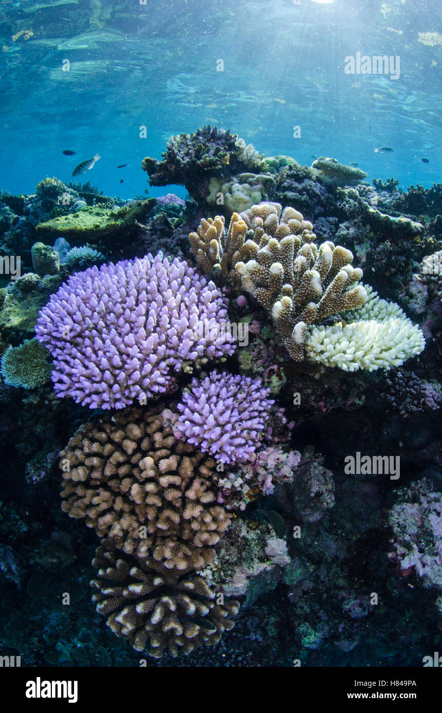 Coral reef showing a diversity of types, Fiji Stock Photo - Alamy