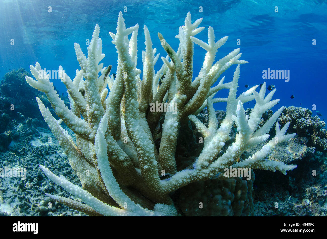 Staghorn Coral (Acropora cervicornis), Koro Island, Fiji Stock Photo ...