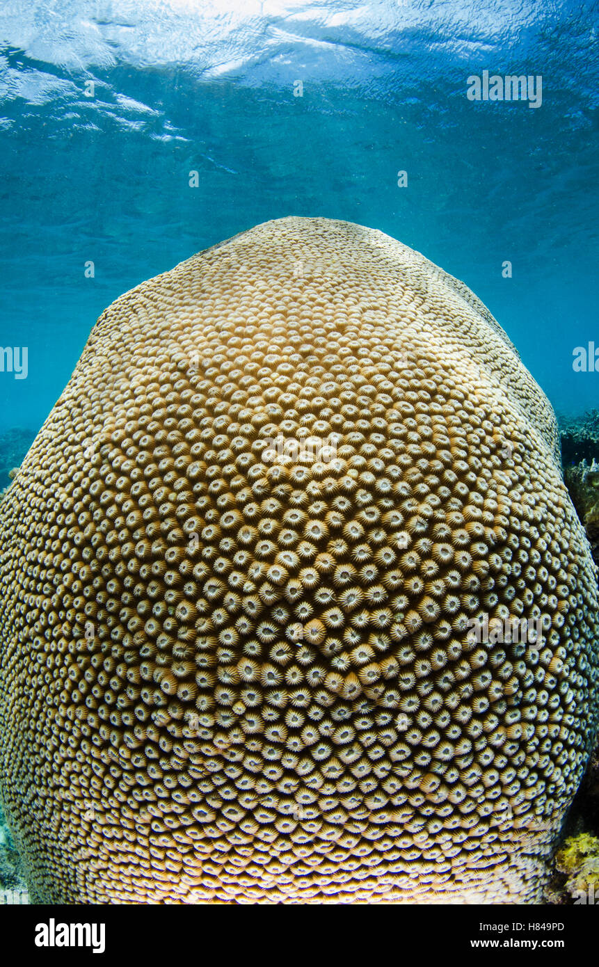 Coral (Montastraea sp), Koro Island, Fiji Stock Photo - Alamy
