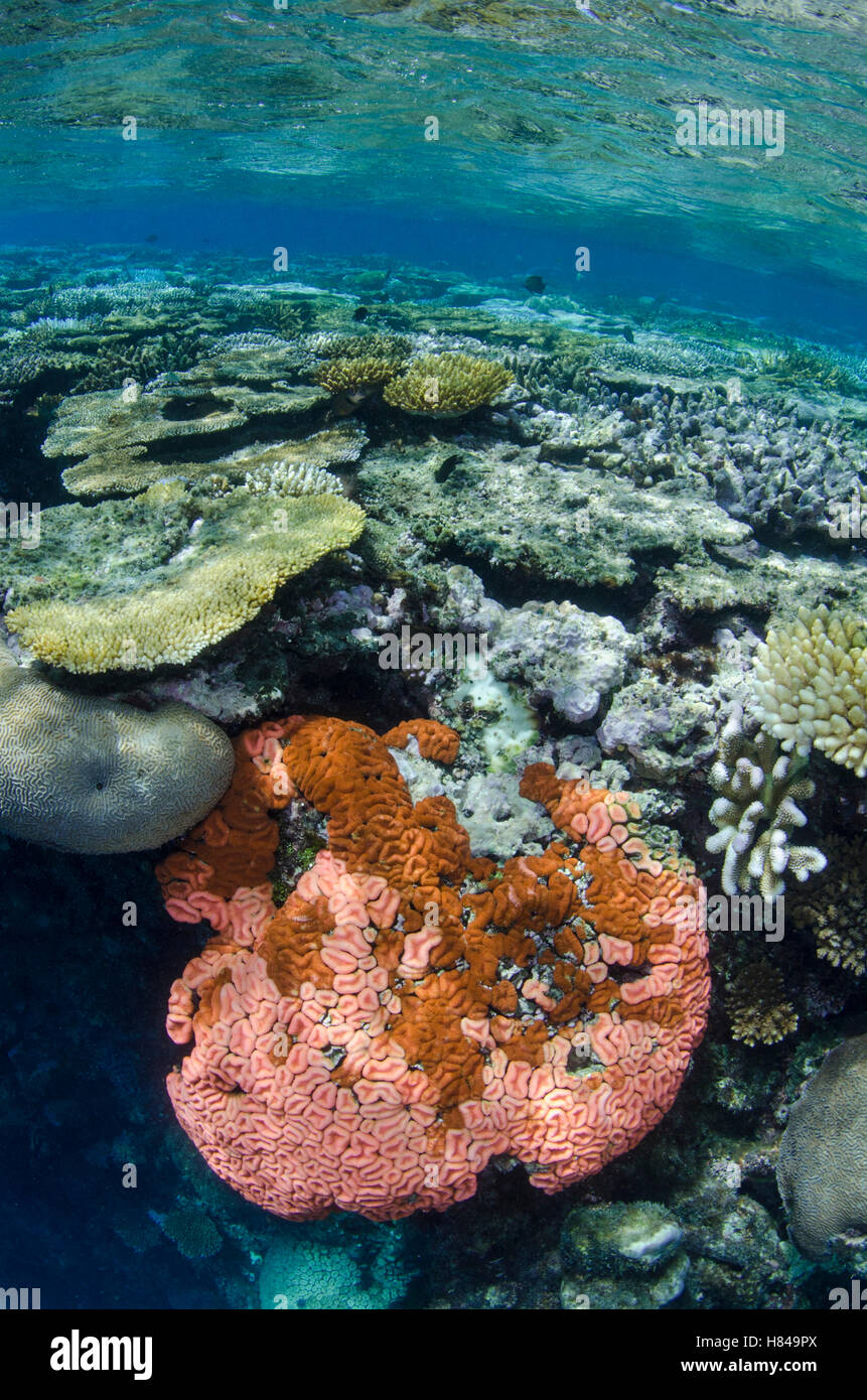 Reef showing diversity of coral, Fiji Stock Photo - Alamy