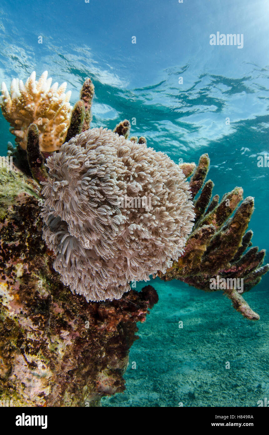 Soft Coral (Xenia sp), Fiji Stock Photo - Alamy