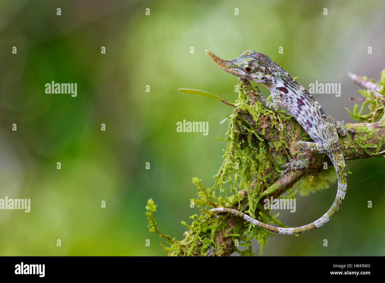 Horned Anole (Anolis proboscis) young male, Mindo, Ecuador Stock Photo ...