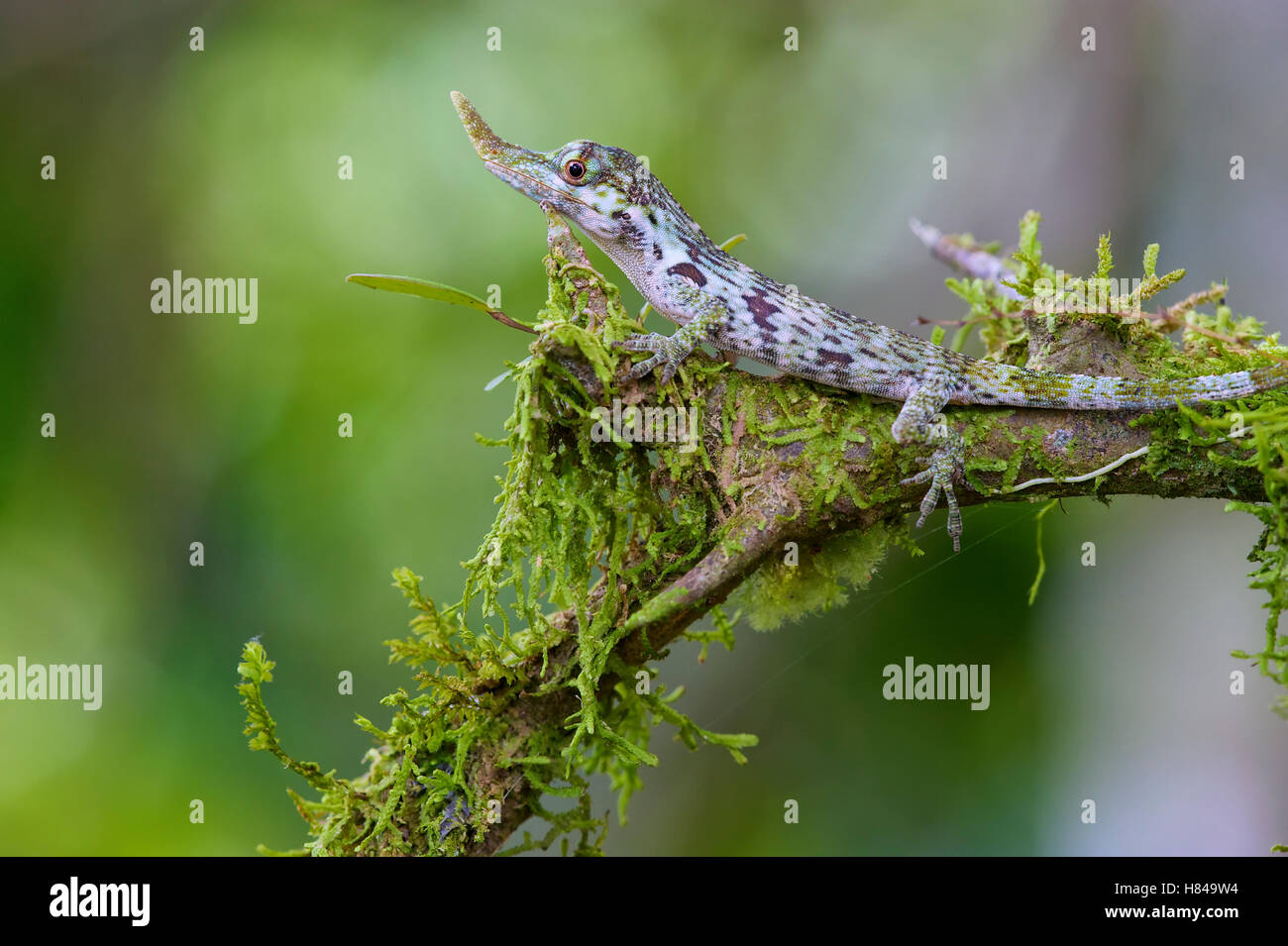 Horned Anole (Anolis proboscis) young male, Mindo, Ecuador Stock Photo ...