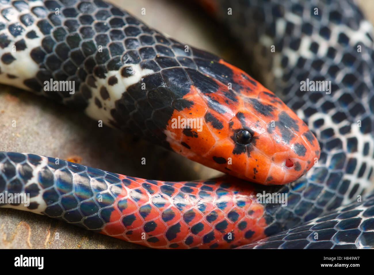 Anchor Coralsnake (Micrurus ancoralis), Septimo Paraiso Cloud Forest ...