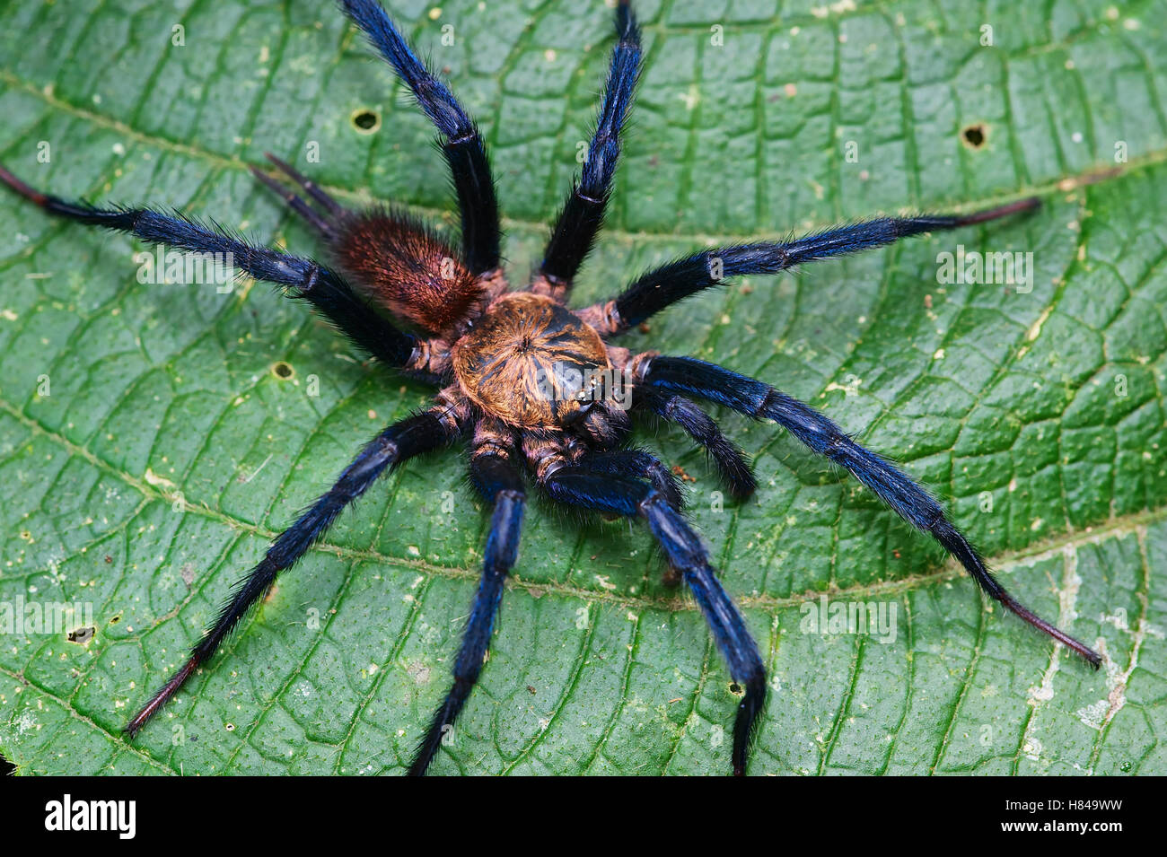 Funnel-web Tarantula (Linothele sp) male, Hacienda San Vicente, Mindo ...
