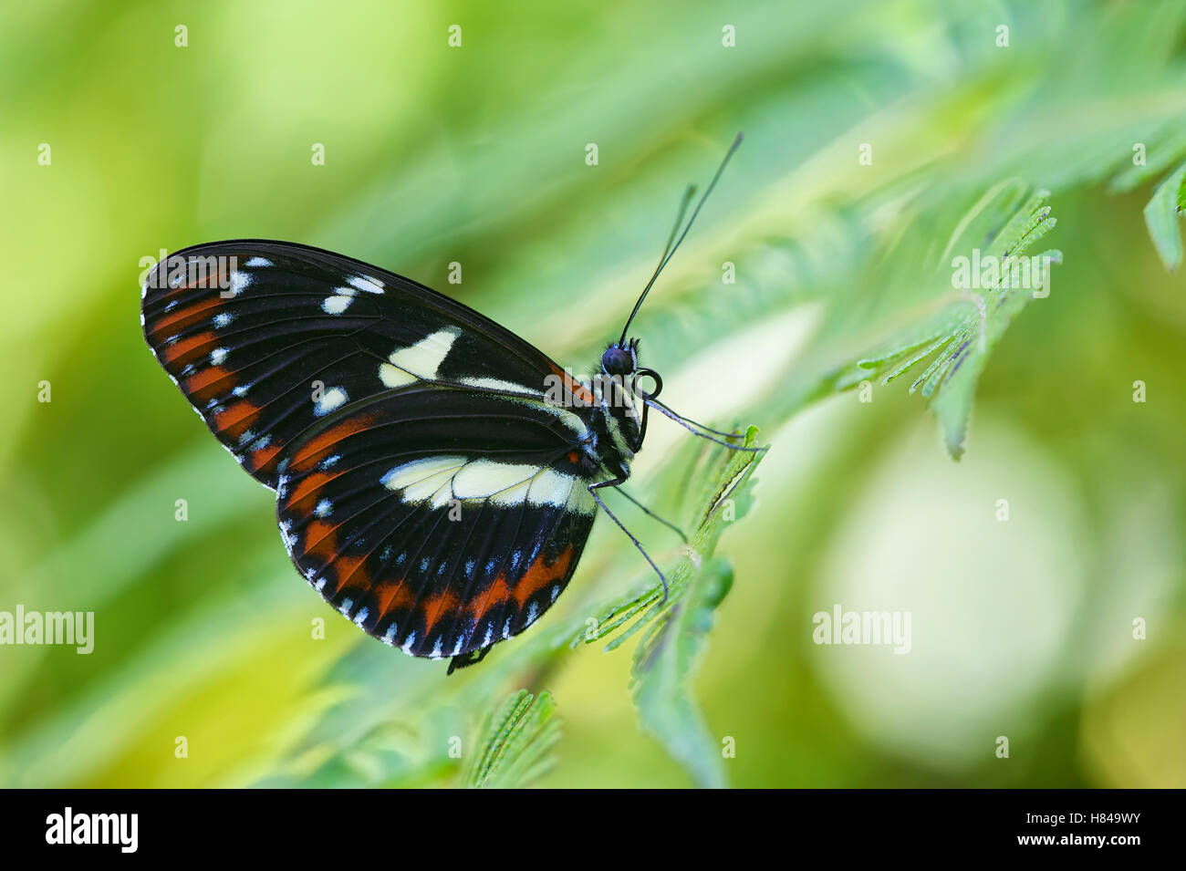 False Zebra Longwing (Heliconius atthis) butterfly, Hacienda San ...