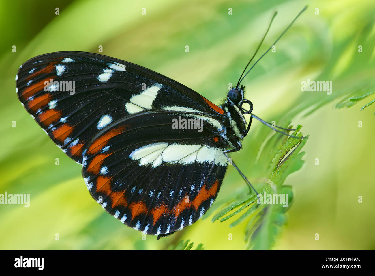 False Zebra Longwing (Heliconius atthis) butterfly, Hacienda San ...