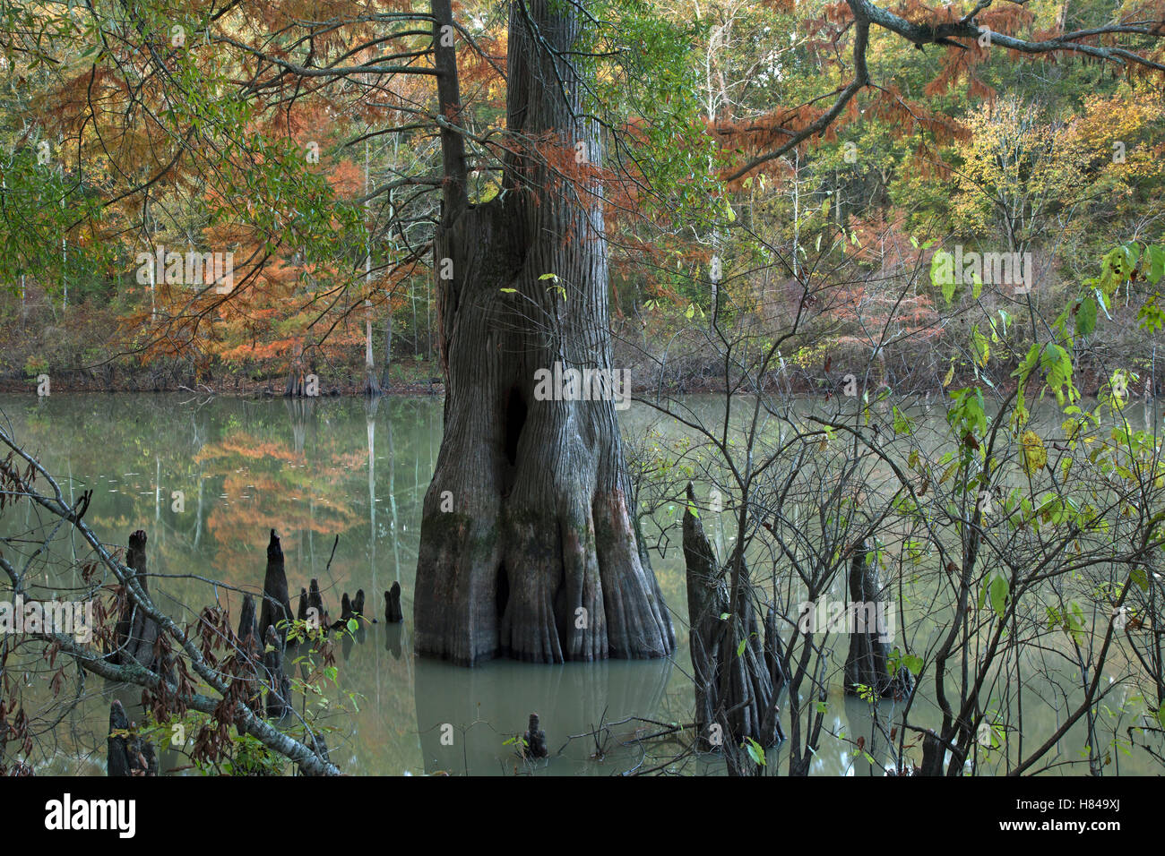 Bald Cypress (Taxodium distichum) tree in swamp, White River National ...