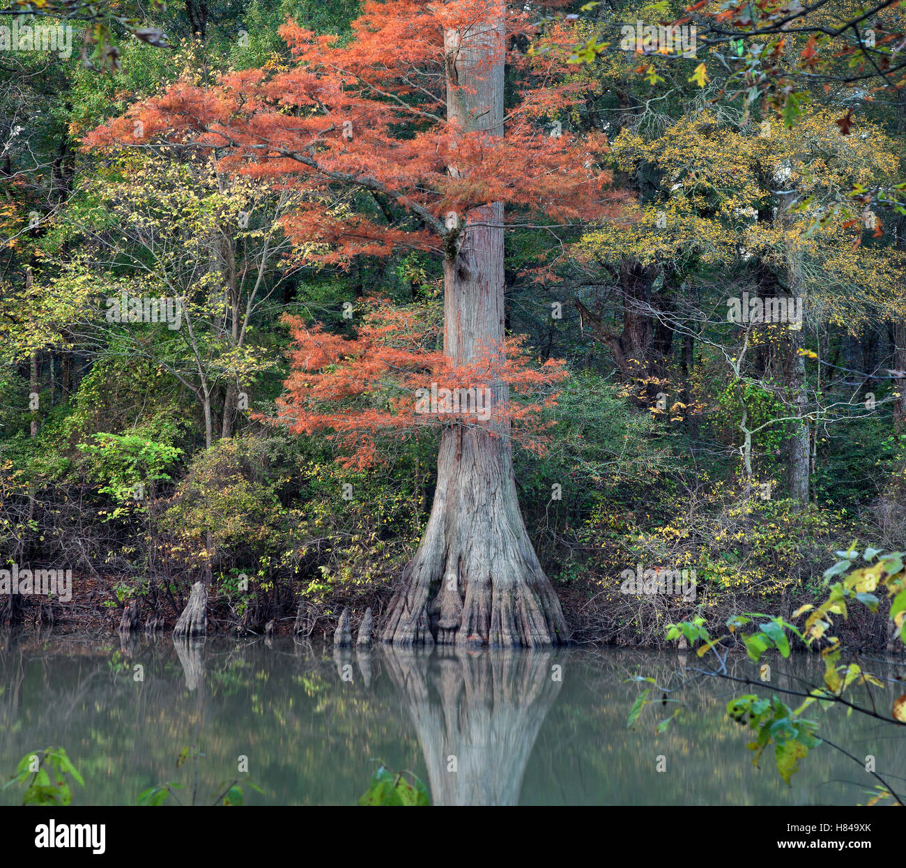 Bald Cypress (Taxodium distichum) tree in swamp, White River National ...
