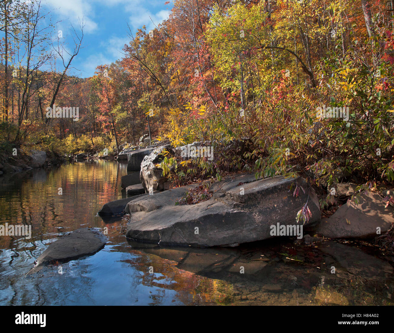 Oak (Quercus sp) and Hickory (Carya sp) forest along creek in autumn ...