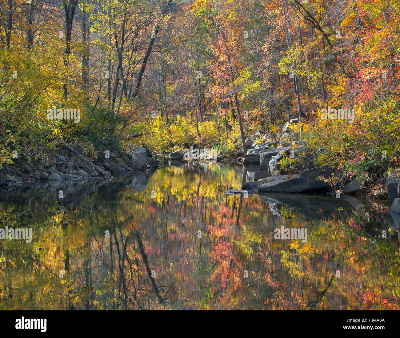 Oak (Quercus sp) and Hickory (Carya sp) forest along creek in autumn ...