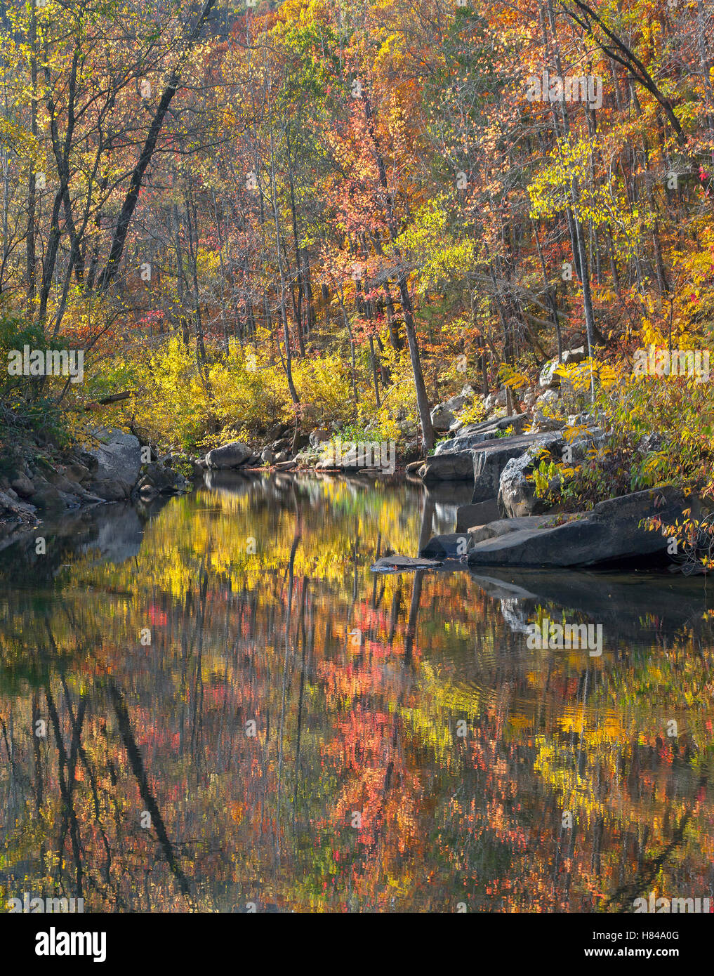 Oak (Quercus sp) and Hickory (Carya sp) forest along creek in autumn ...