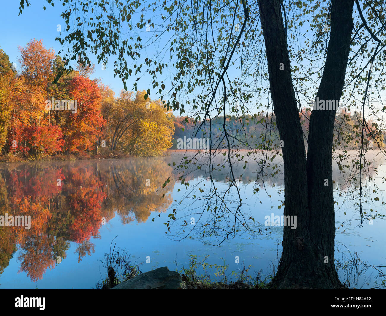 Black Birch (Betula nigra) tree on lakeshore, Lake Bailee, Petit Jean ...