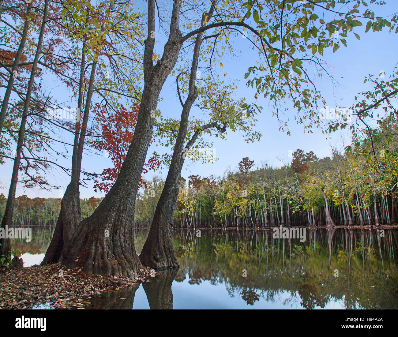 Tupelo (Nyssa aquatica) trees along river, White River National ...