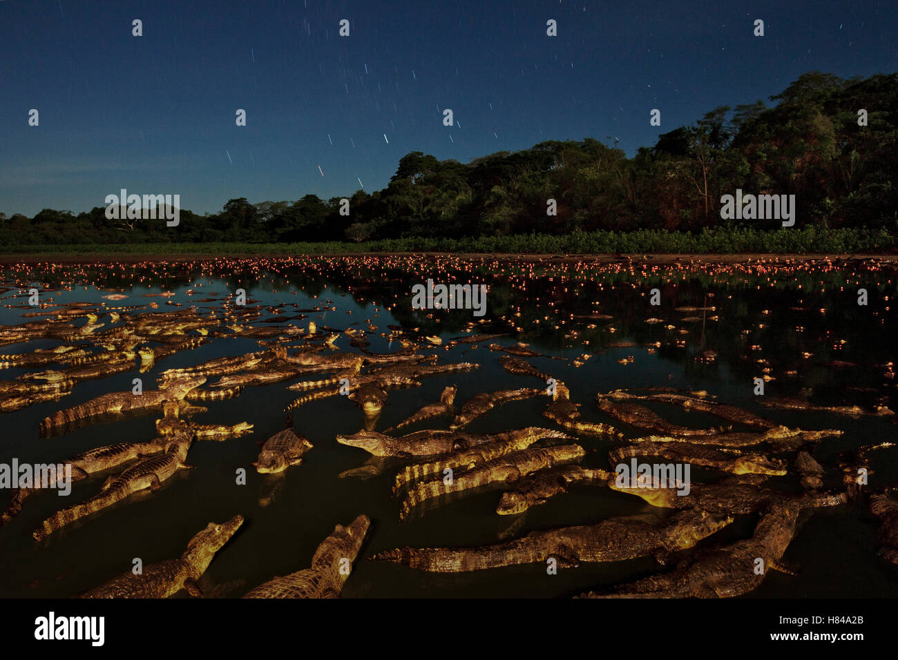 Jacare Caiman (Caiman yacare) group in wetland at night, Pantanal ...