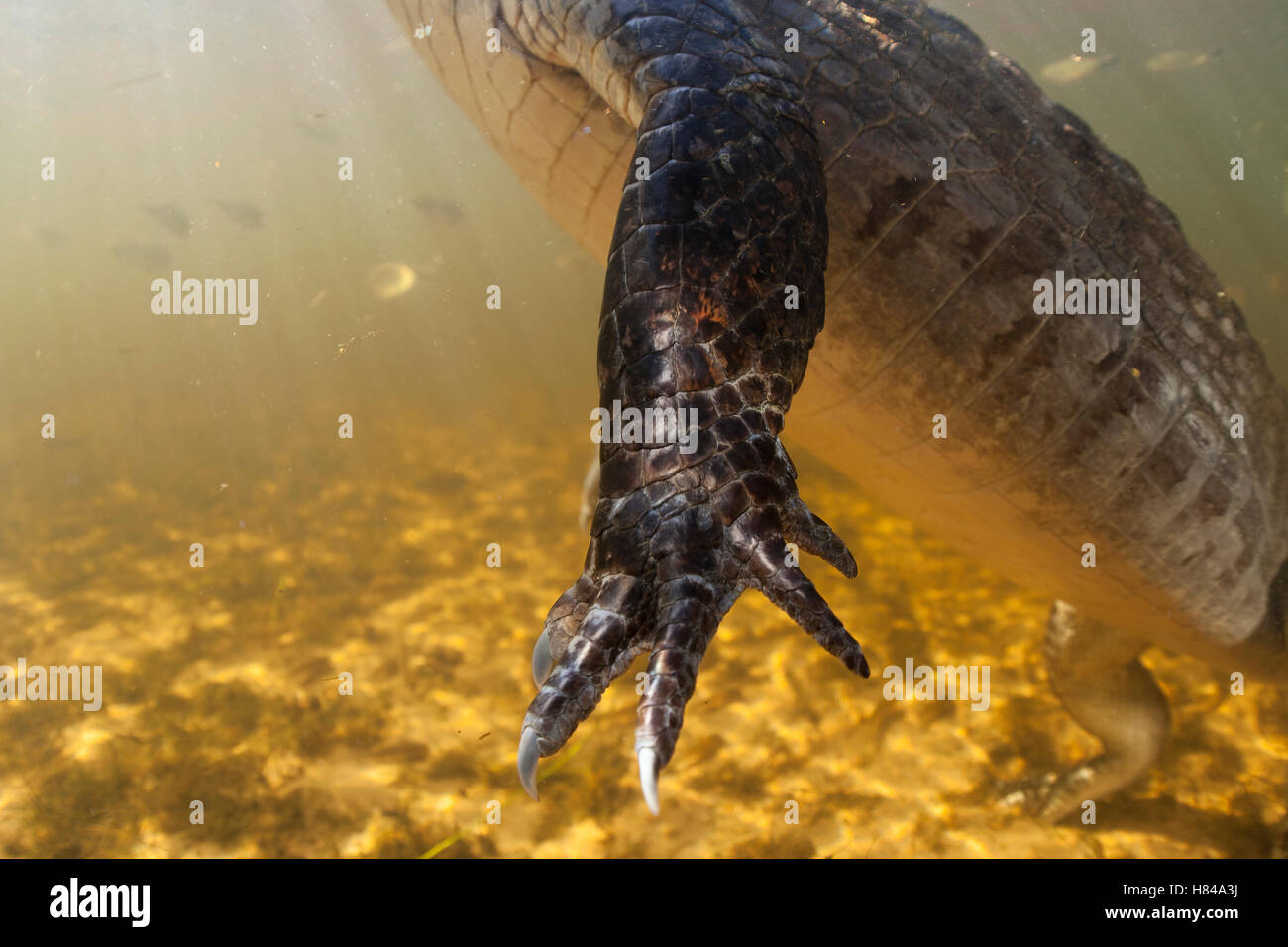 Jacare Caiman (Caiman yacare) feet, Pantanal, Brazil Stock Photo - Alamy