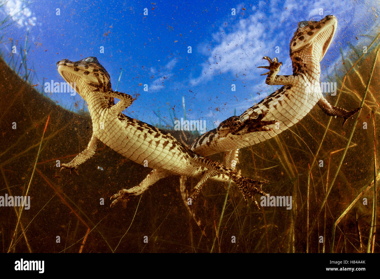 Jacare Caiman (Caiman yacare) two weeks old young in wetland, Pantanal ...