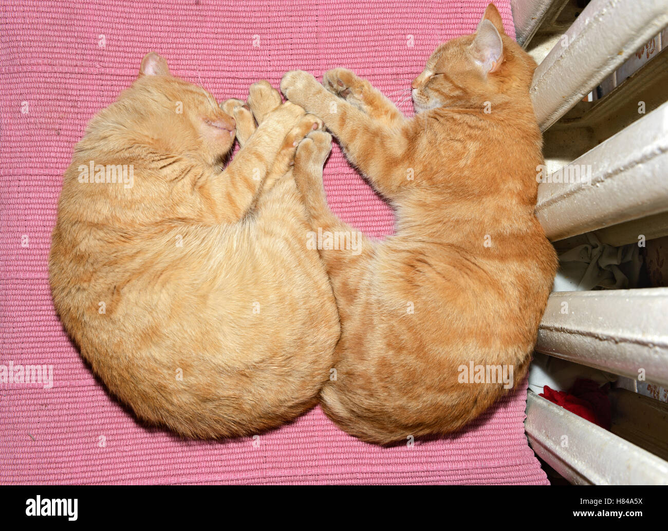 Close-up of two slipping together red cats on pink pet underlay near ...