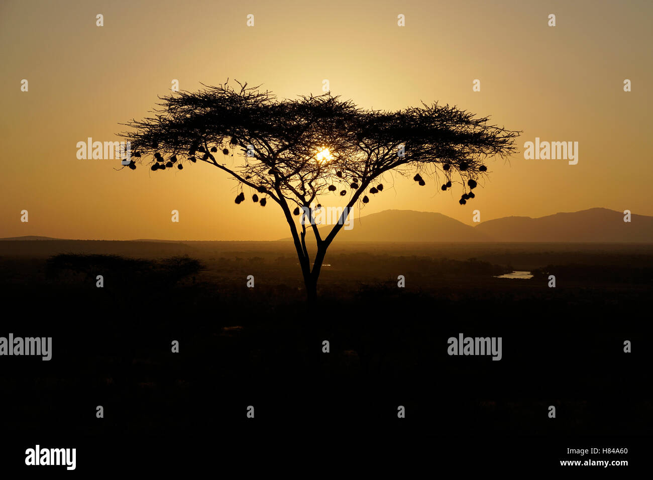 Acacia Acacia Sp Tree With Weaver Bird Nests Silhouetted At Dawn Masai Mara Kenya Stock