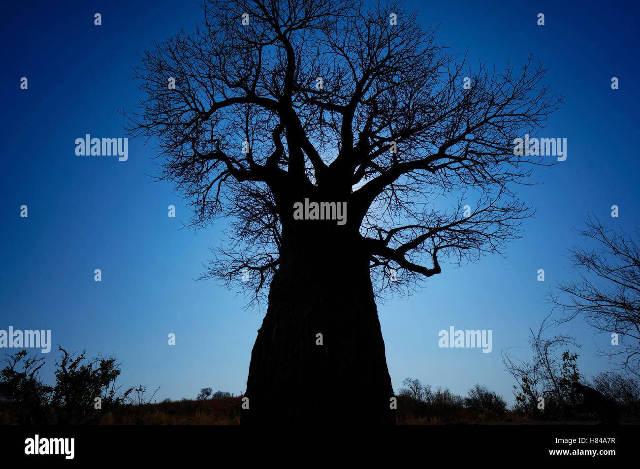 Baobab (Adansonia sp) tree, Okavango Delta, Botswana Stock Photo - Alamy