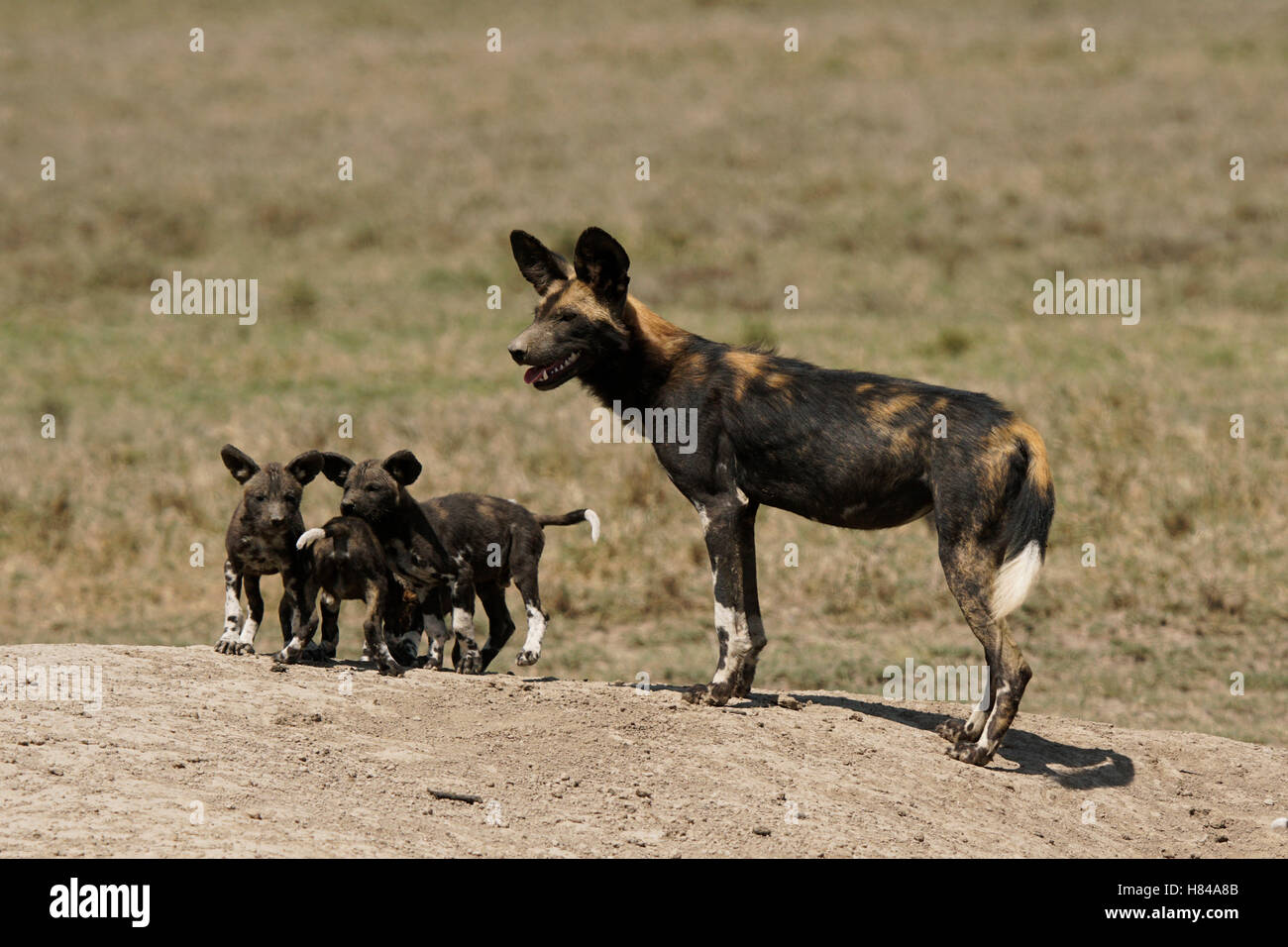 African Wild Dog (Lycaon pictus) pups with baby sitter, Okavango Delta ...
