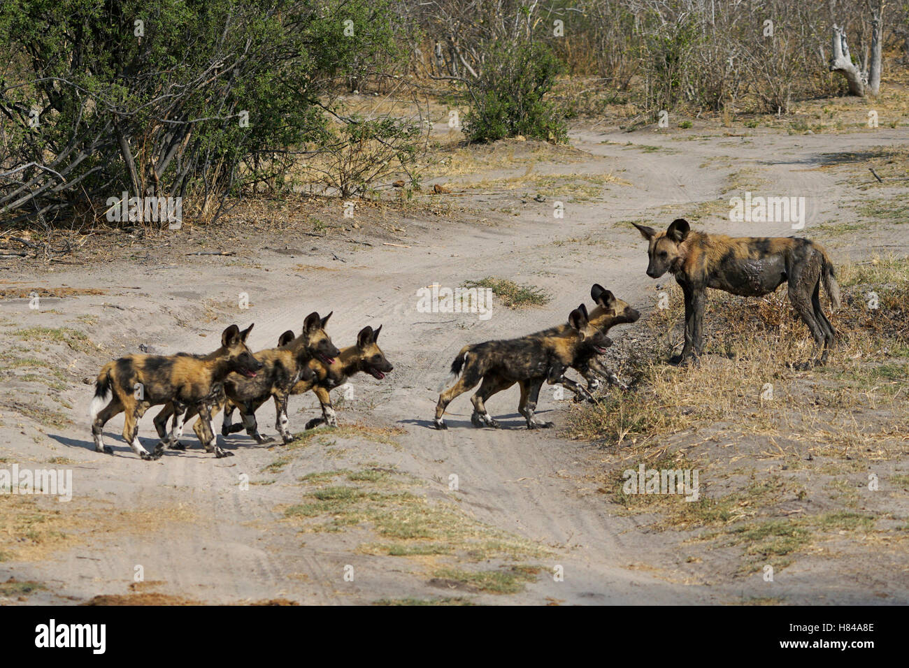 African Wild Dog (Lycaon pictus) pups with baby sitter, Okavango Delta ...