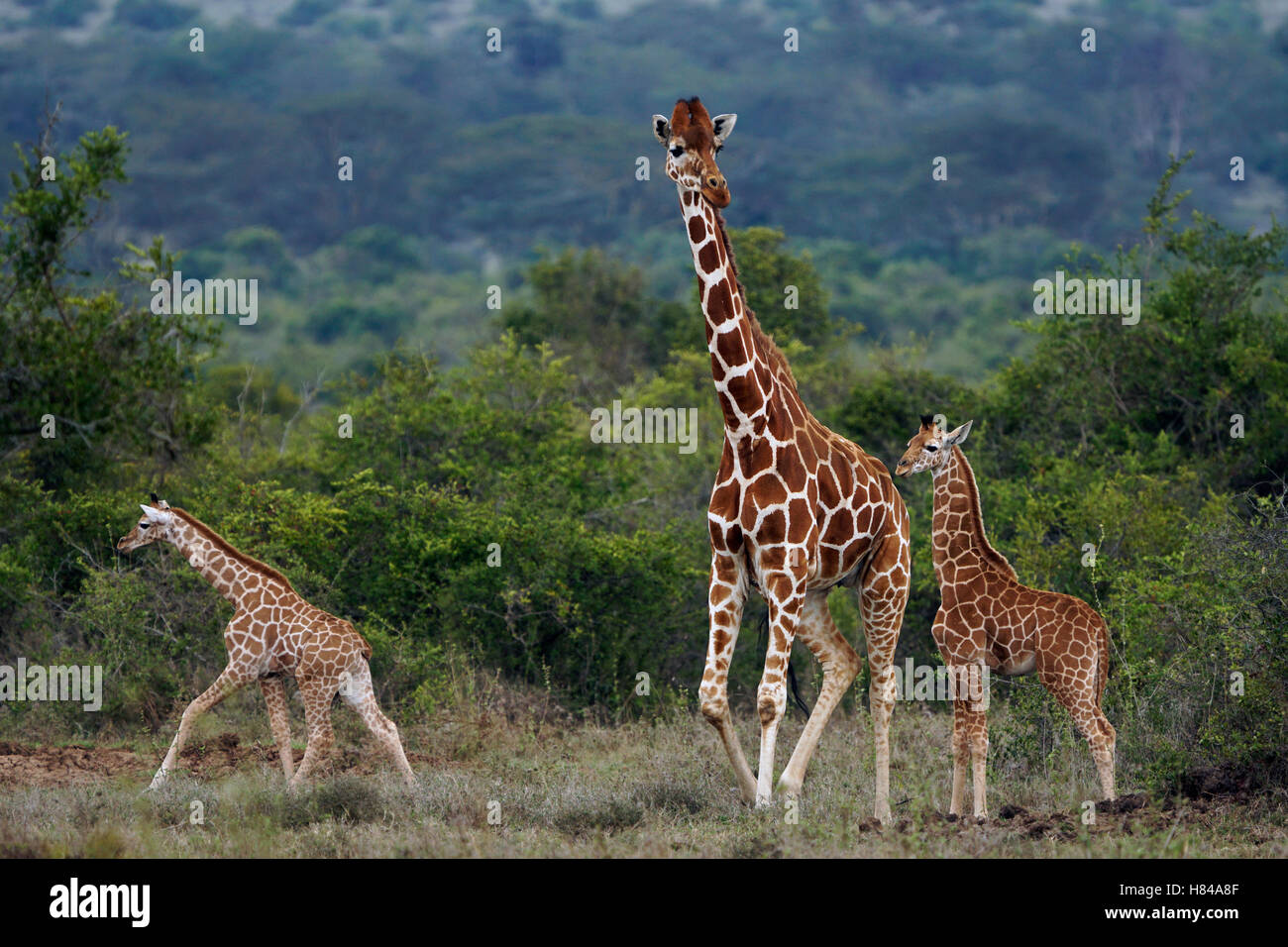 Reticulated Giraffe (Giraffa camelopardalis reticulata) mother and ...