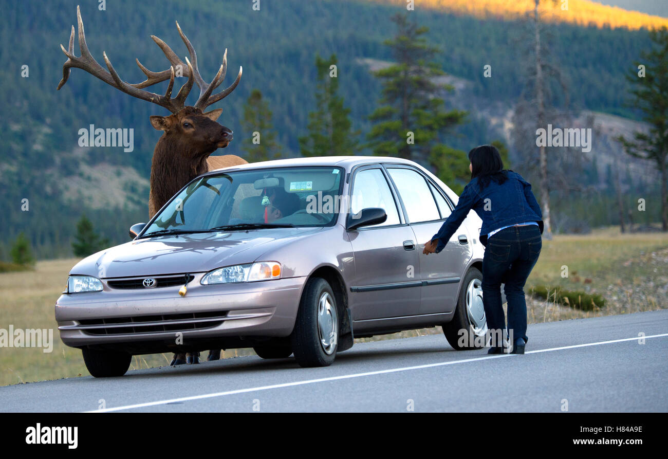 Elk (Cervus elaphus) bull approaching car and tourist in territorial ...