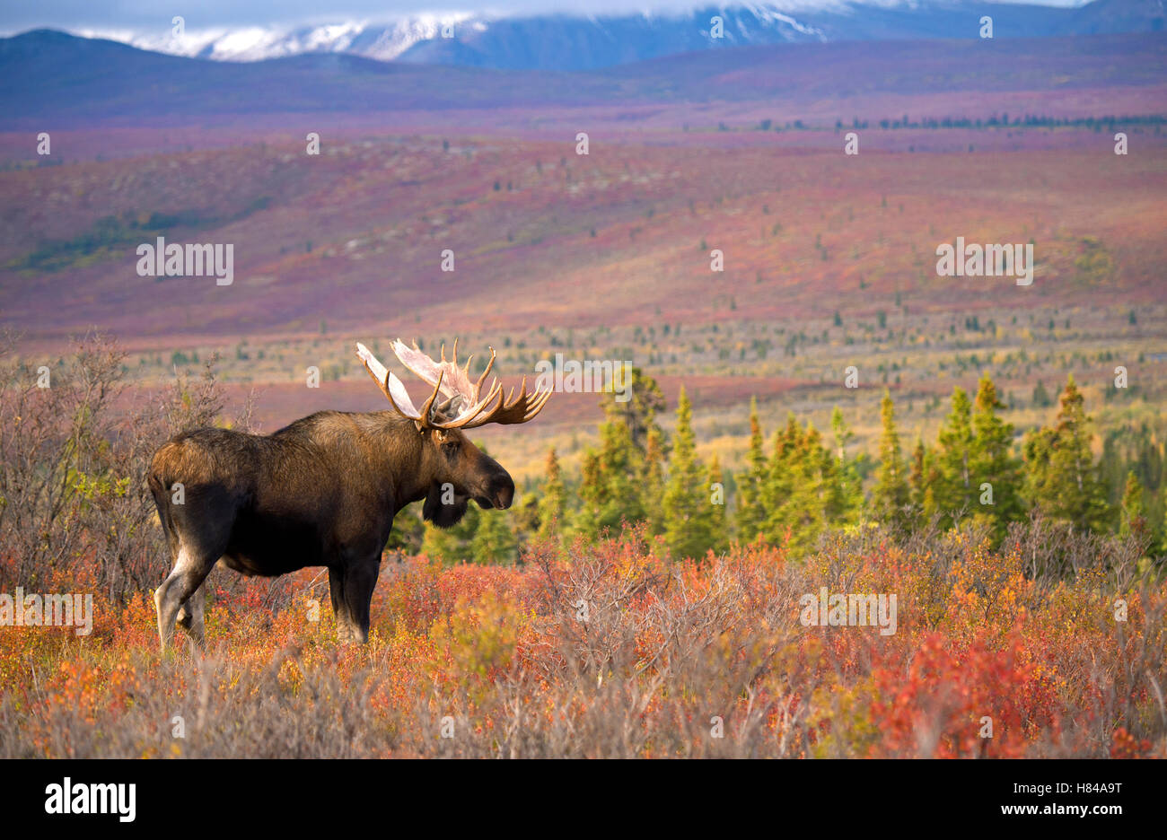 Moose (Alces alces) bull in tundra, North America Stock Photo - Alamy
